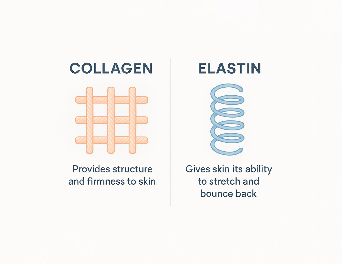 Fuller, Healthier Looking Brows with Elastin Replenishment | NULASTIN